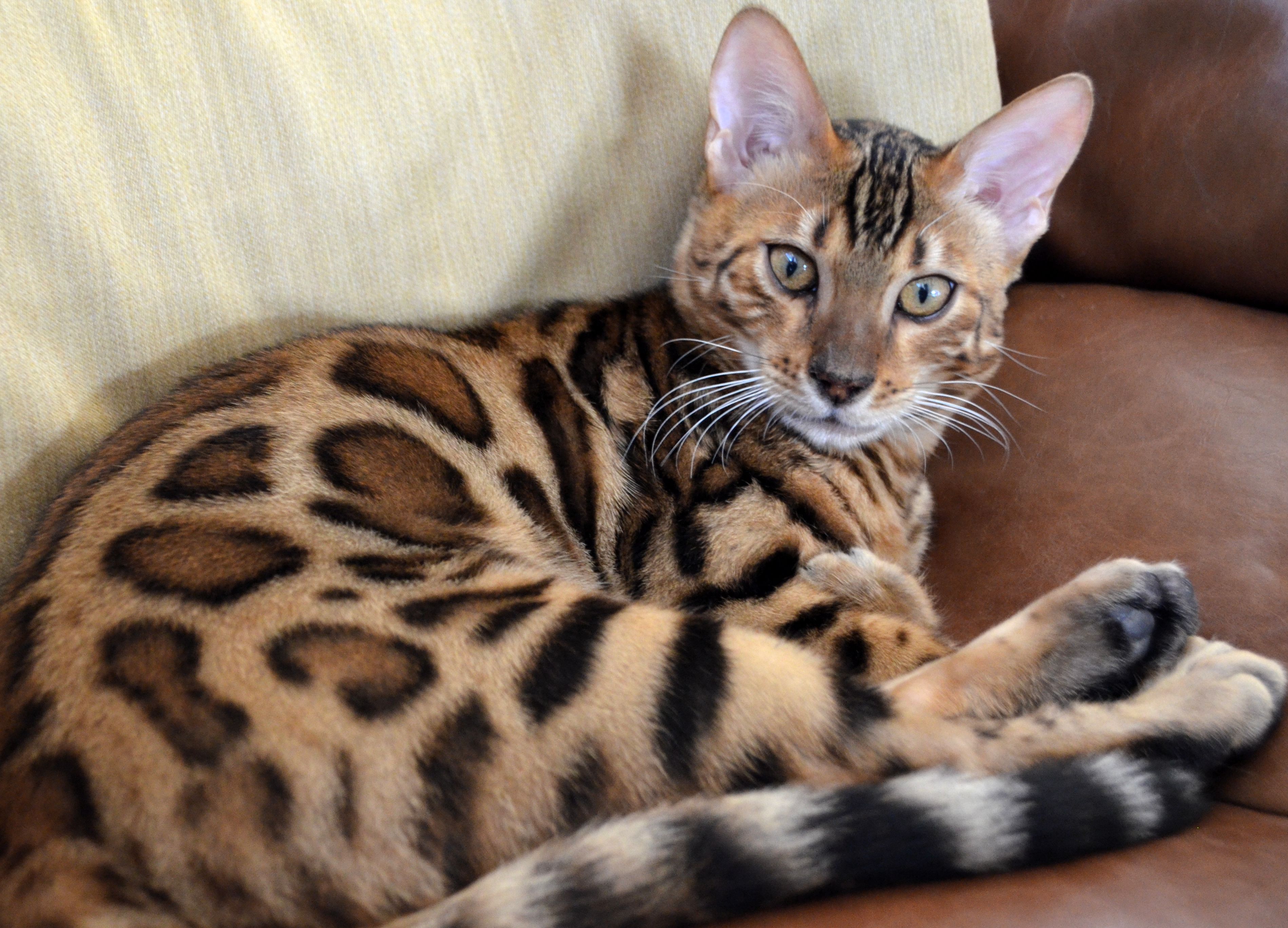 Bengal Bengal